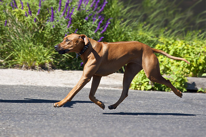 Rhodesian Ridgeback Dog Breed Information, Pictures, Characteristics ...