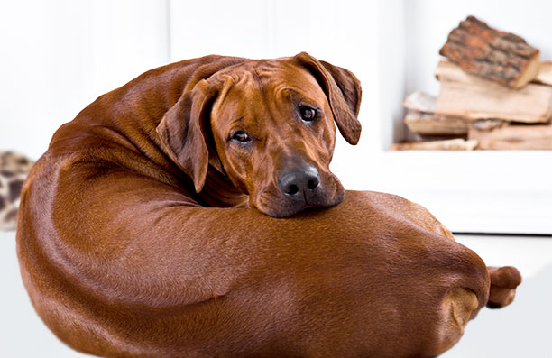 Rhodesian Ridgeback Dog Breed Information, Pictures, Characteristics ...