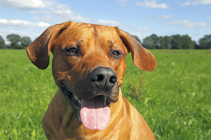 Rhodesian Ridgeback Dog Breed Information, Pictures, Characteristics ...
