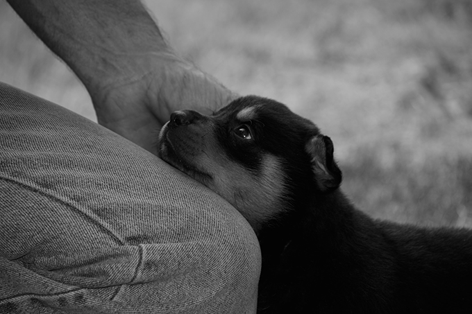 Rottweiler Puppies: Cute Pictures And Facts - DogTime