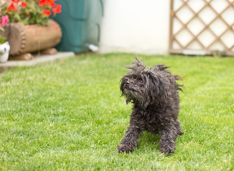 Russian Tsvetnaya Bolonka Dog Breed Pictures, Characteristics, & Facts ...