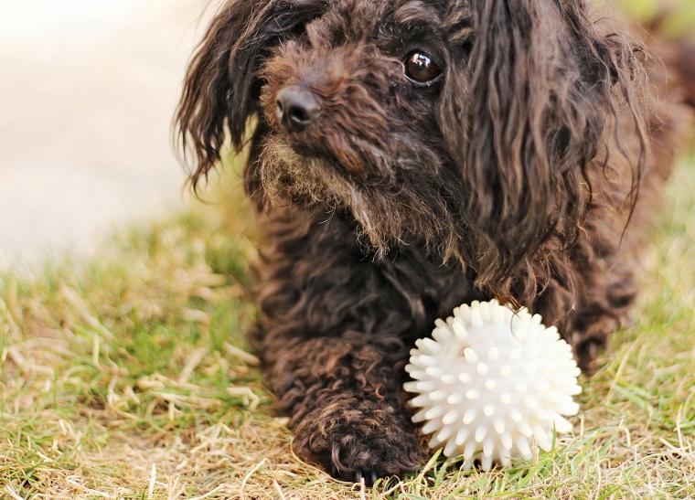 Russian Tsvetnaya Bolonka Dog Breed Pictures, Characteristics, & Facts ...