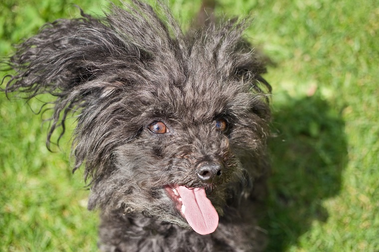 Russian Tsvetnaya Bolonka Dog Breed Pictures, Characteristics, & Facts ...
