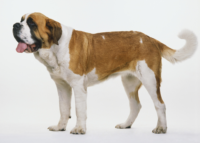 Saint Bernard Dog Breed Information, Pictures, Characteristics & Facts ...