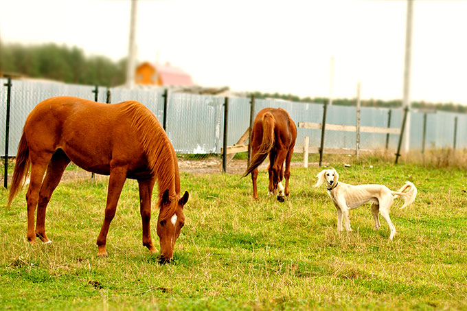 Saluki Dog Breed Information, Pictures, Characteristics, & Facts - DogTime