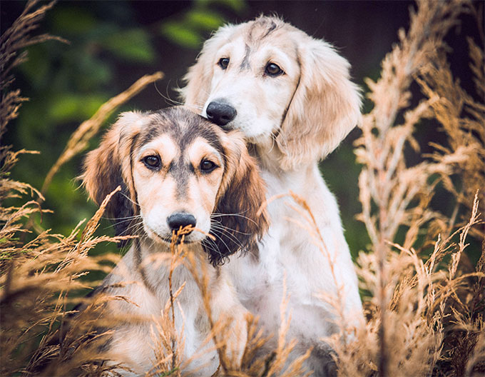 Saluki Dog Breed Information, Pictures, Characteristics, & Facts - DogTime