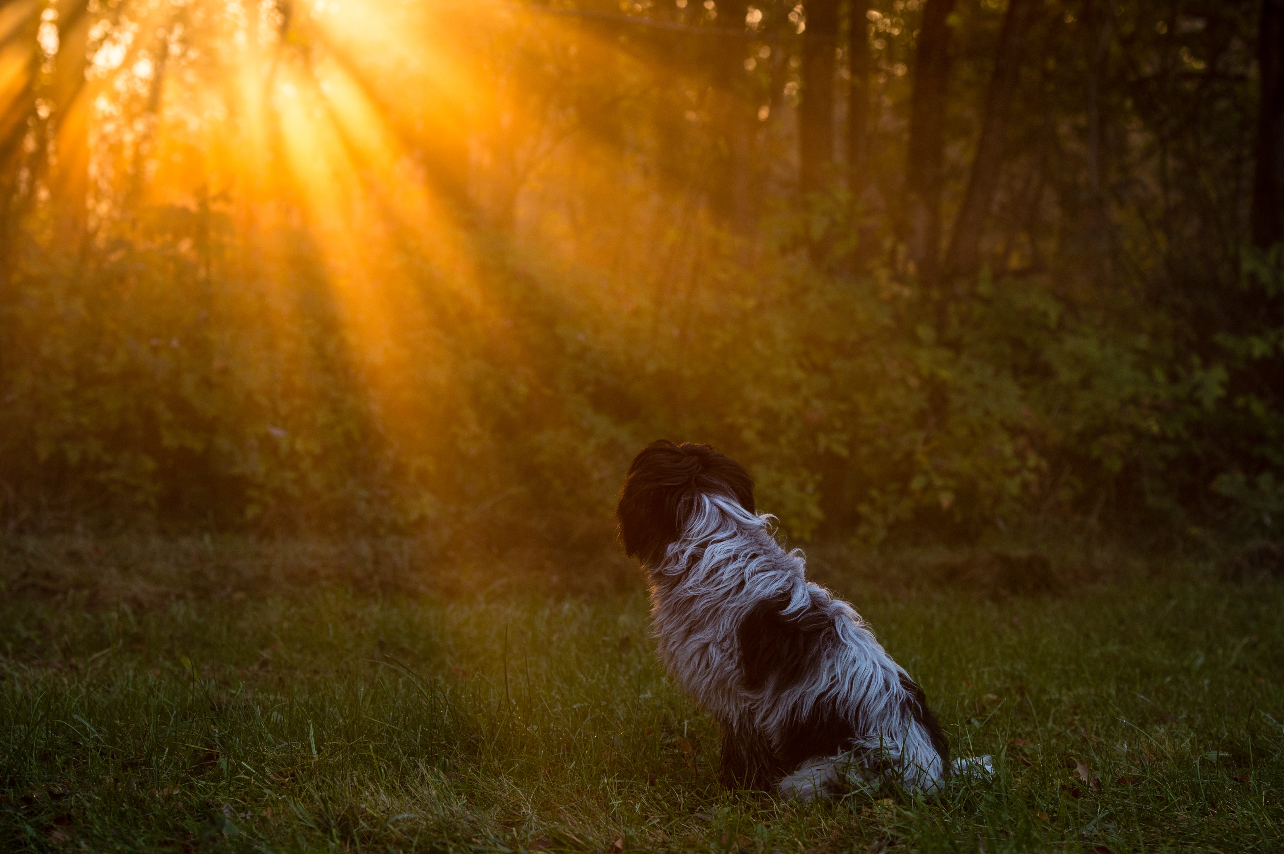 Schapendoes Dog Breed Pictures, Characteristics, & Facts - DogTime