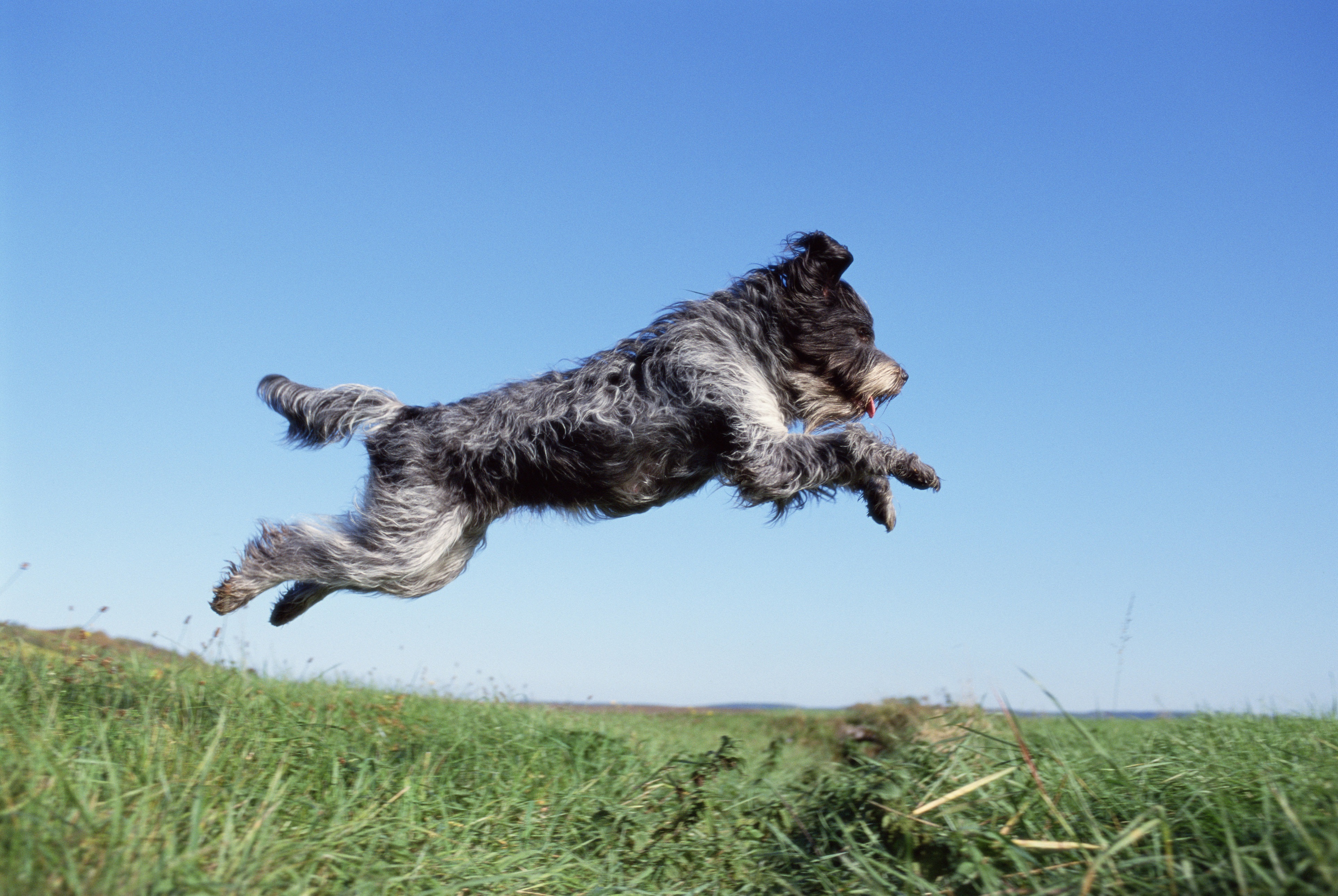 Schapendoes Dog Breed Pictures, Characteristics, & Facts - DogTime