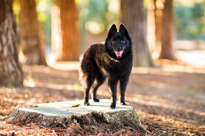 Schipperke Dog Breed Information, Pictures, Characteristics & Facts ...