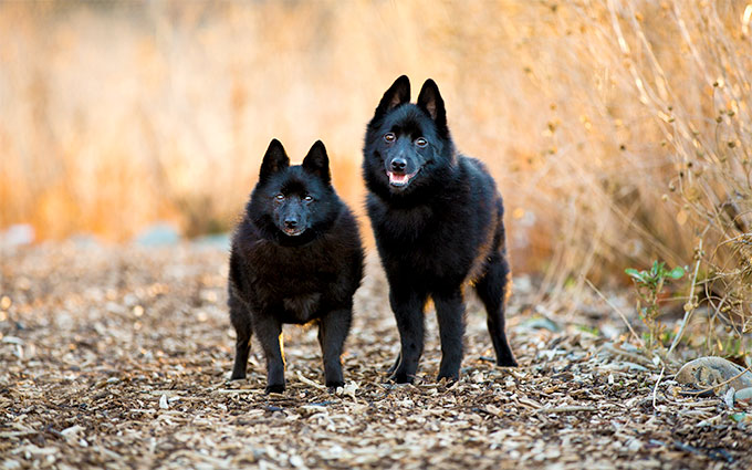 Schipperke Dog Breed Information, Pictures, Characteristics & Facts ...