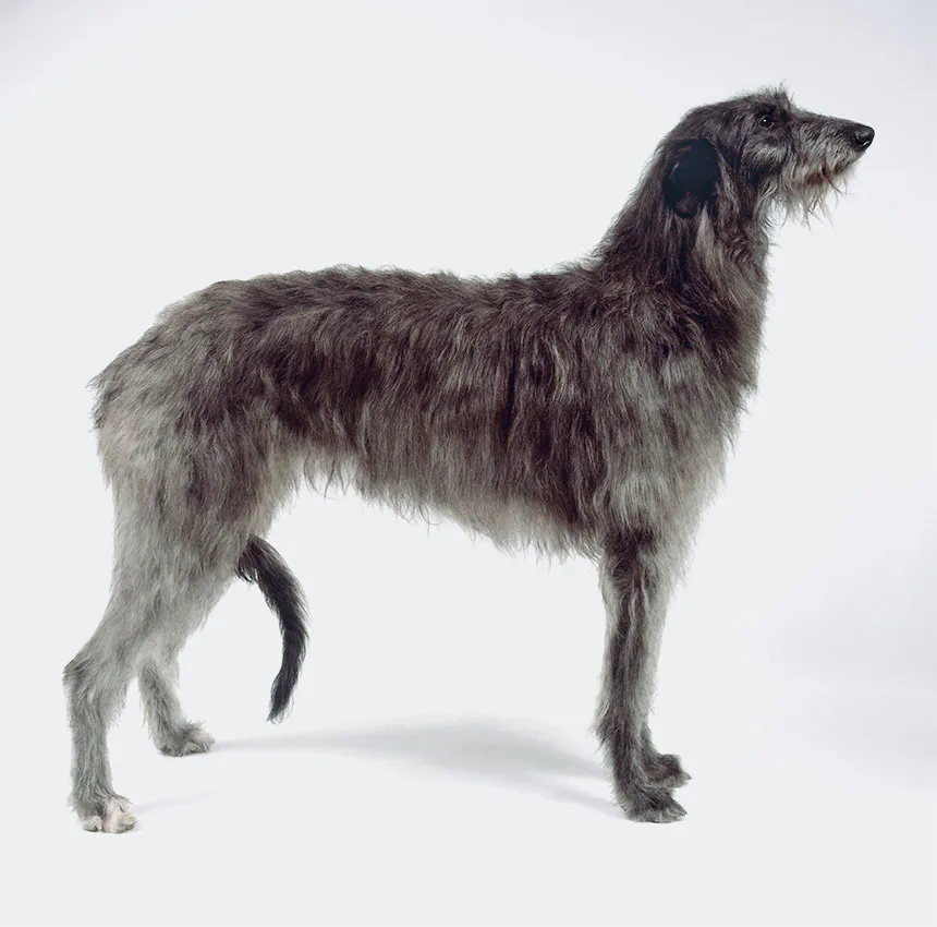 Scottish Deerhound Dog Breed Information, Pictures, Characteristics ...