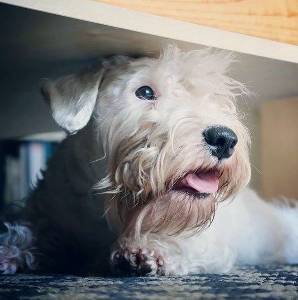 Sealyham Terrier Dog Breed Information, Pictures, Characteristics ...