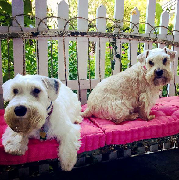 Sealyham Terrier Dog Breed Information, Pictures, Characteristics ...