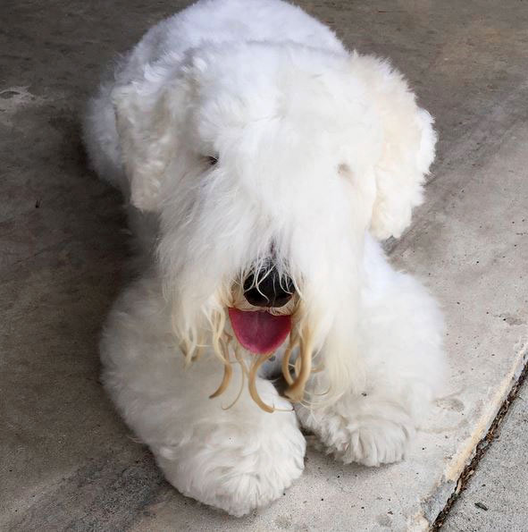 Sealyham Terrier Dog Breed Information, Pictures, Characteristics ...