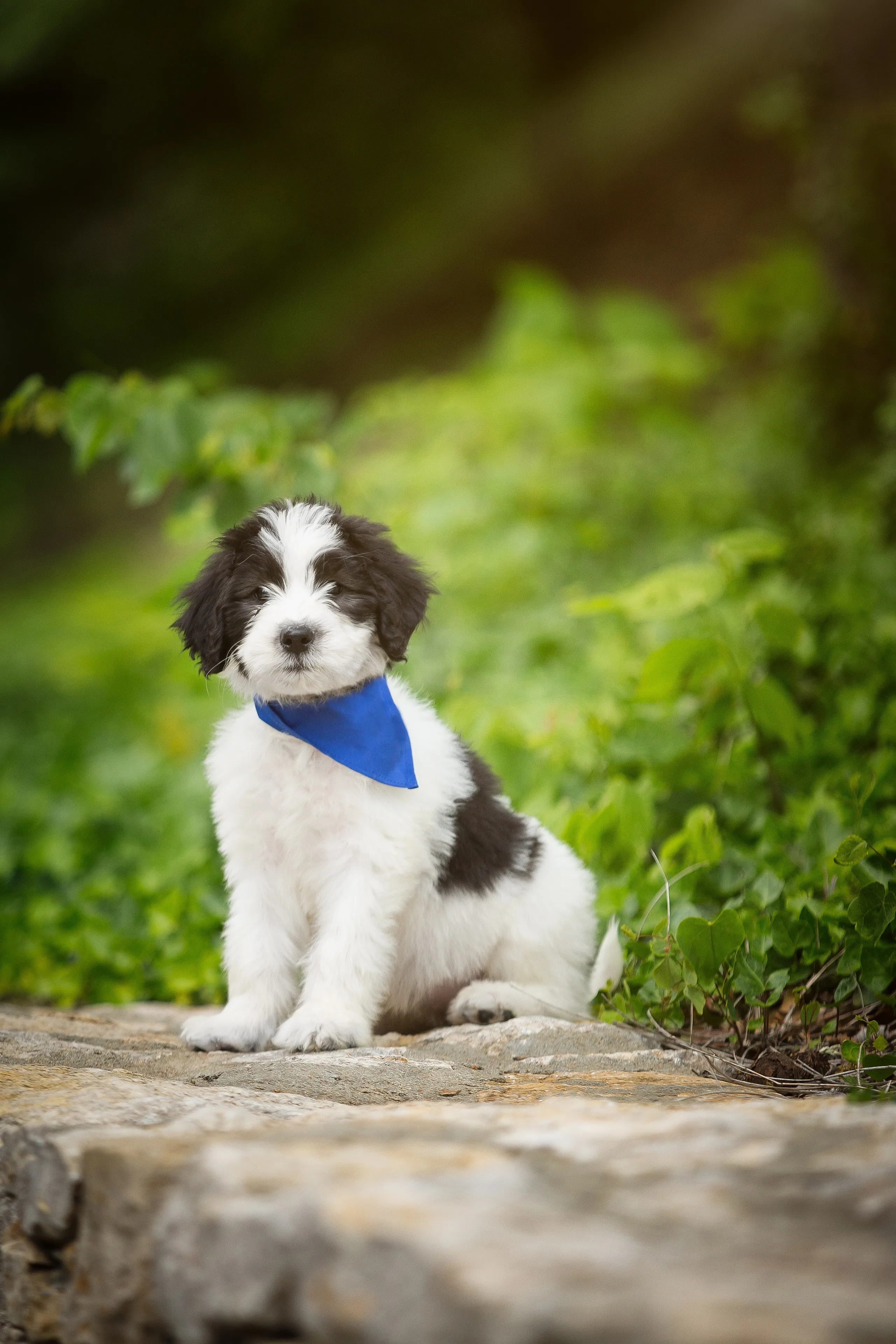 Sheepadoodle Mixed Dog Breed Pictures, Characteristics, & Facts