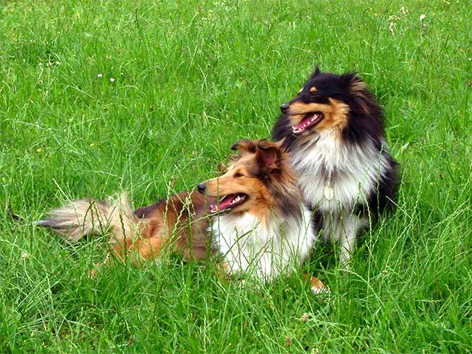 Shetland Sheepdog Dog Breed Information, Pictures, Characteristics ...