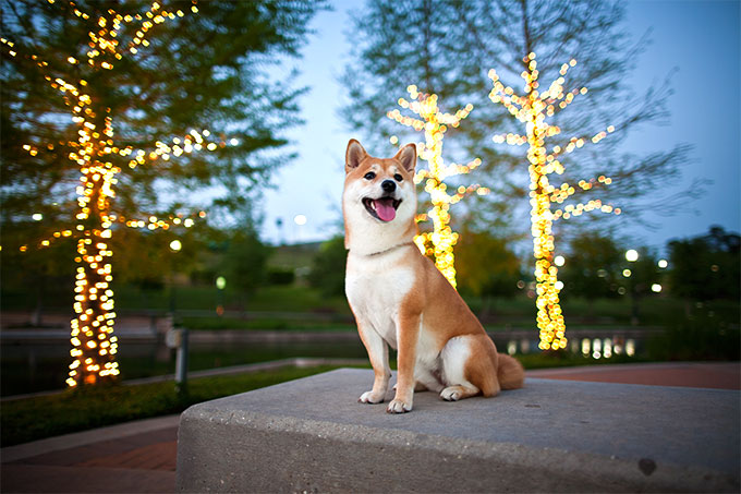 Shiba Inu Dog Breed Information, Pictures, Characteristics & Facts ...