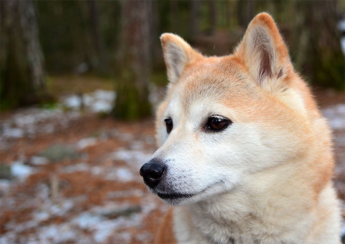Shiba Inu Dog Breed Information, Pictures, Characteristics & Facts ...