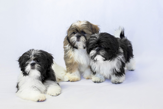 Shih Tzu Puppies: Cute Pictures And Facts - DogTime