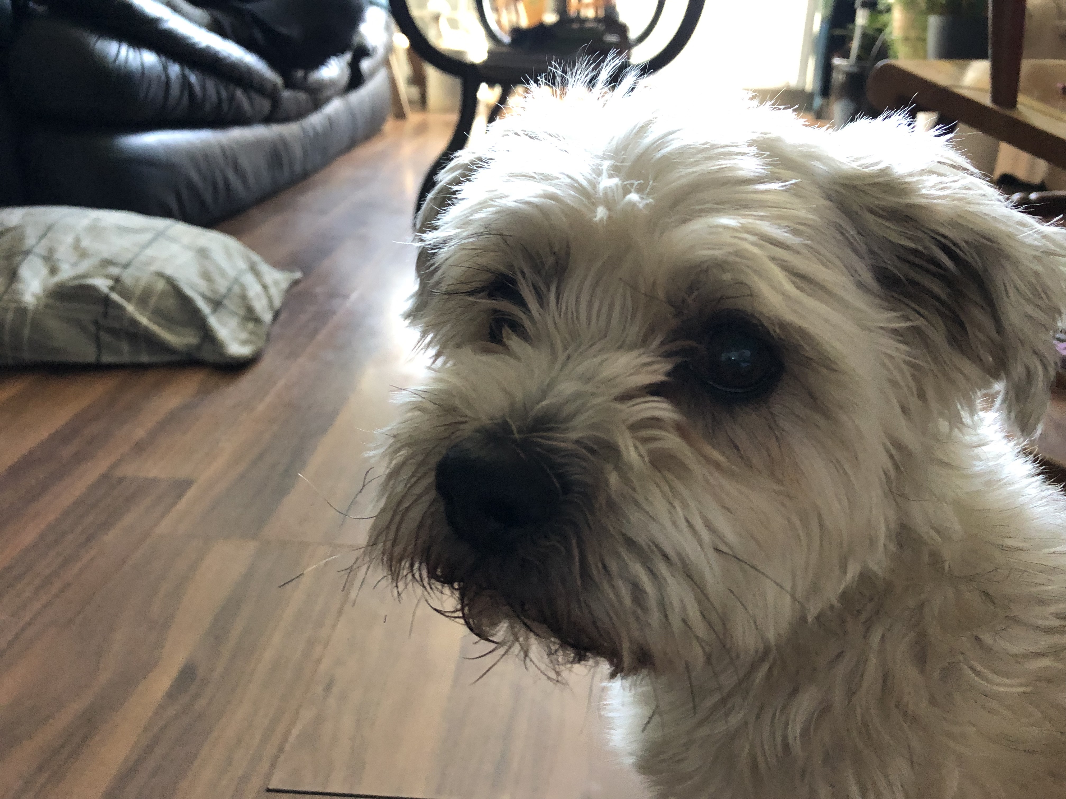 Shorkie Mixed Dog Breed Pictures, Characteristics, & Facts