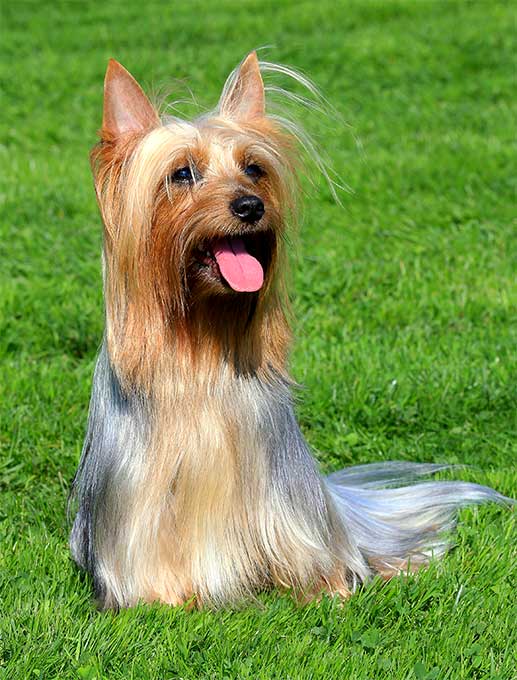 Silky Terrier Dog Breed Information, Pictures, Characteristics & Facts ...