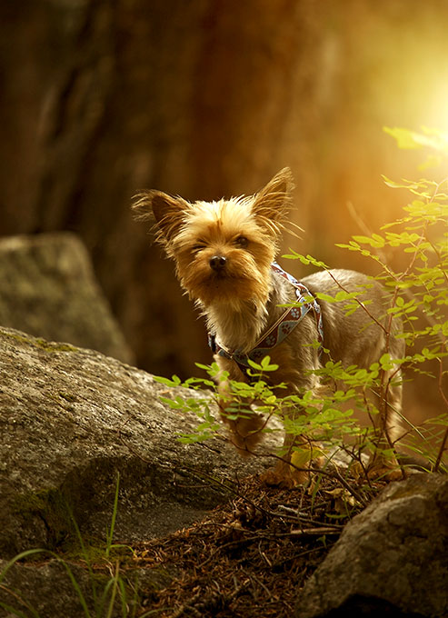 Silky Terrier Dog Breed Information, Pictures, Characteristics & Facts ...