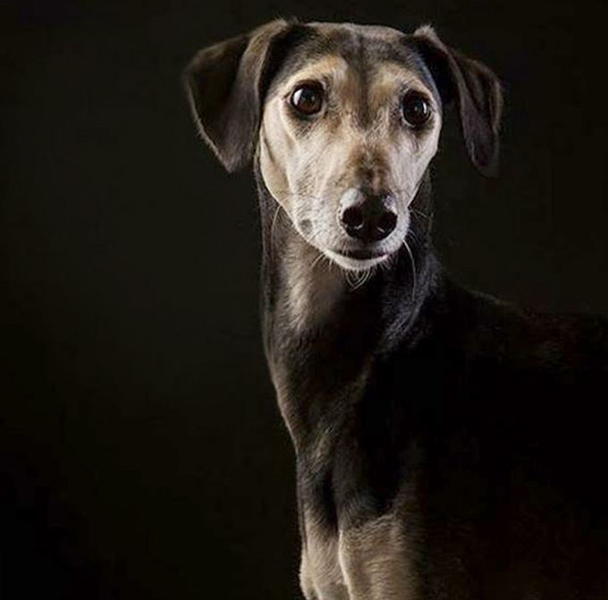 Sloughi Dog Breed Information, Pictures, Characteristics & Facts - Dogtime