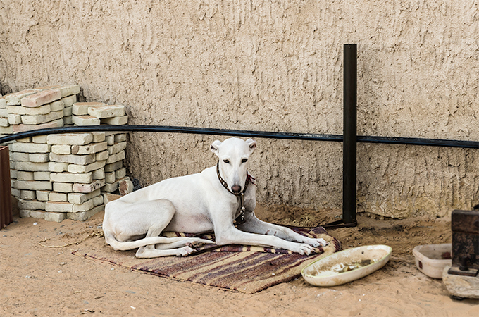 Sloughi Dog Breed Information, Pictures, Characteristics & Facts - Dogtime