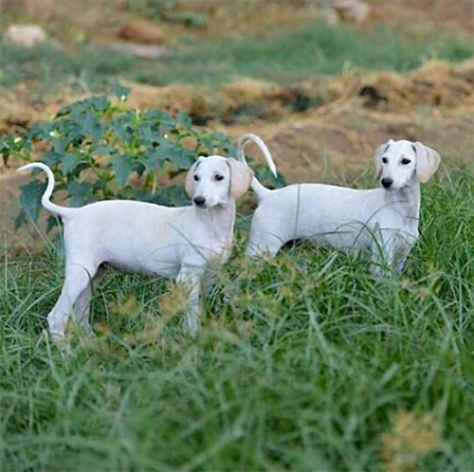 Sloughi Dog Breed Information, Pictures, Characteristics & Facts - Dogtime