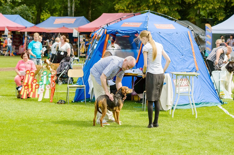 Slovensky Kopov Dog Breed Pictures, Characteristics, & Facts - DogTime