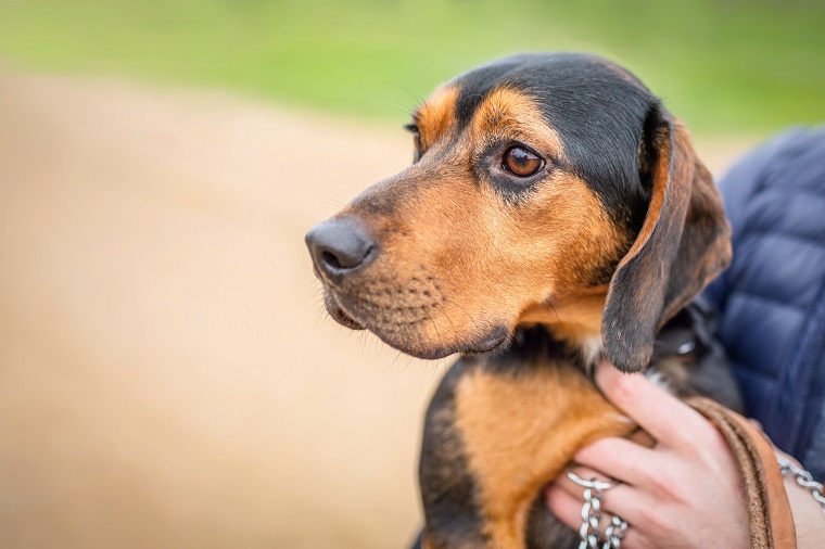 Slovensky Kopov Dog Breed Pictures, Characteristics, & Facts - DogTime