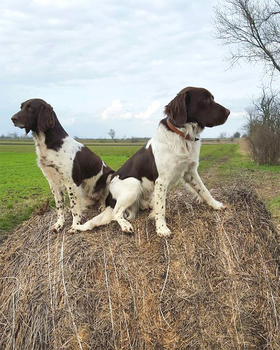 Small Munsterlander Pointer Dog Breed Information, Pictures ...