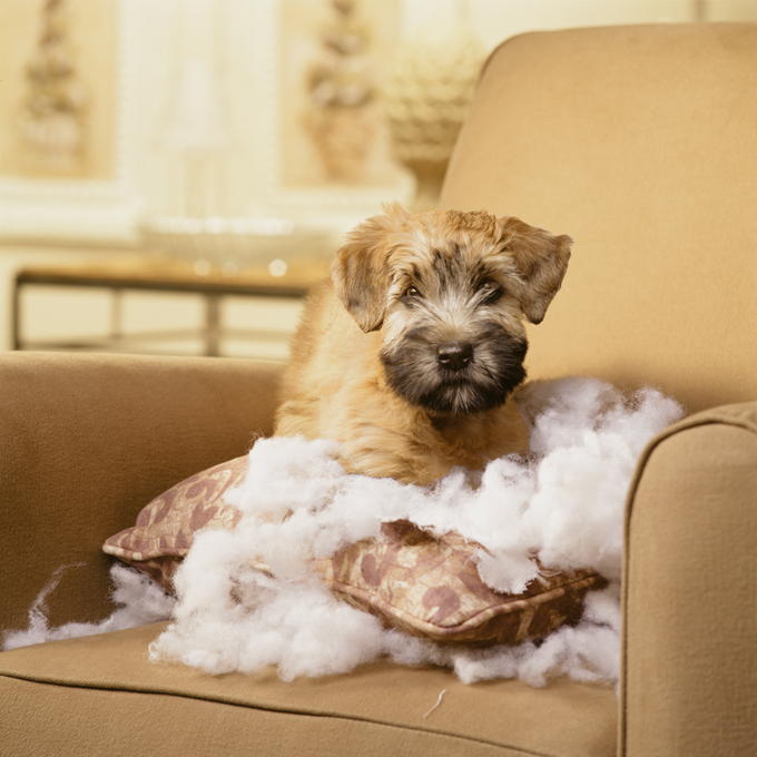 Soft Coated Wheaten Terrier Dog Breed Information, Pictures ...