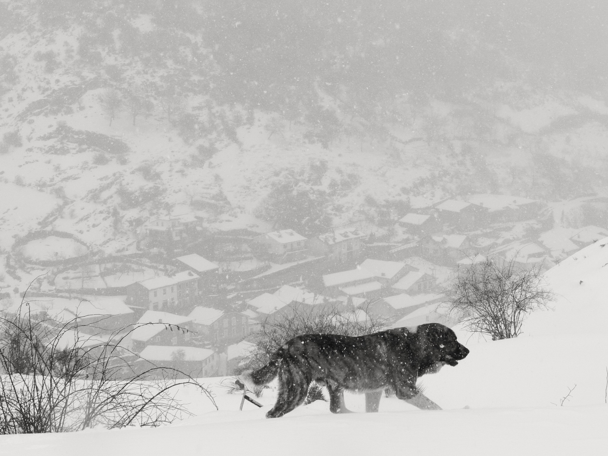 Spanish Mastiff Dog Breed Pictures, Characteristics, & Facts