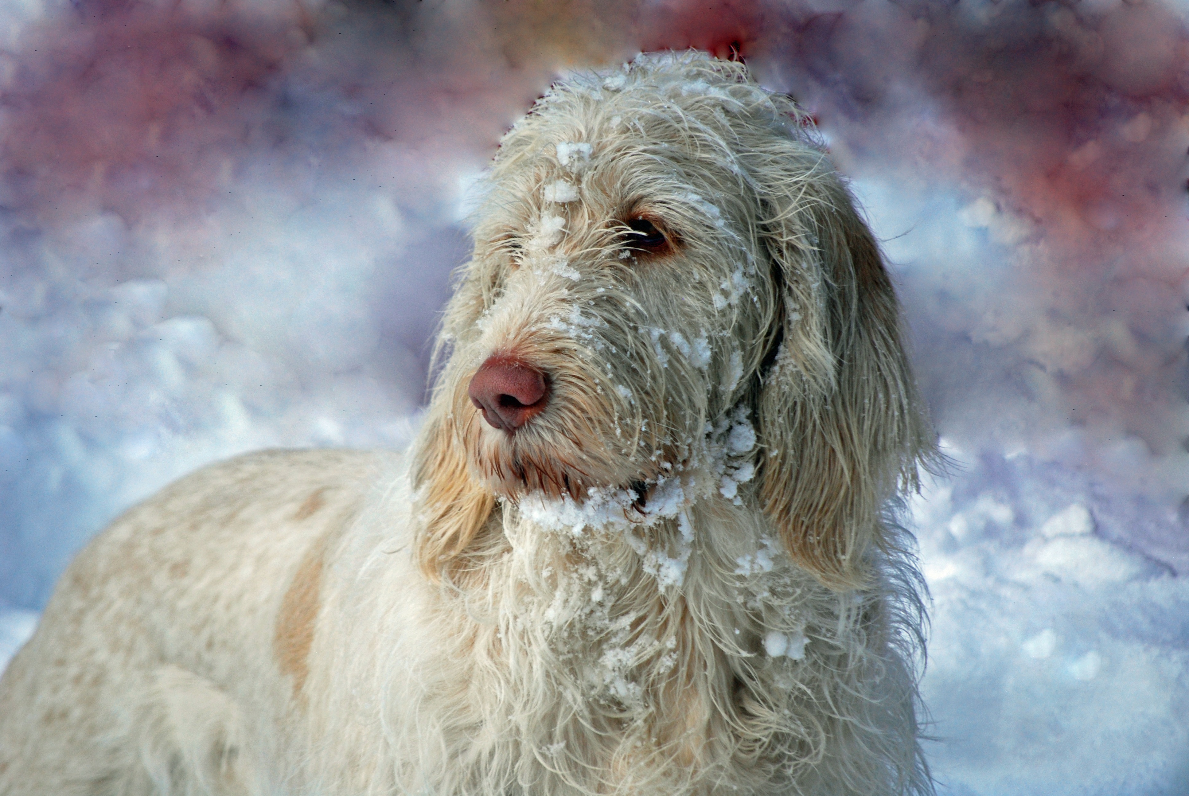 Spinone Italiano Dog Breed Pictures, Characteristics, & Facts