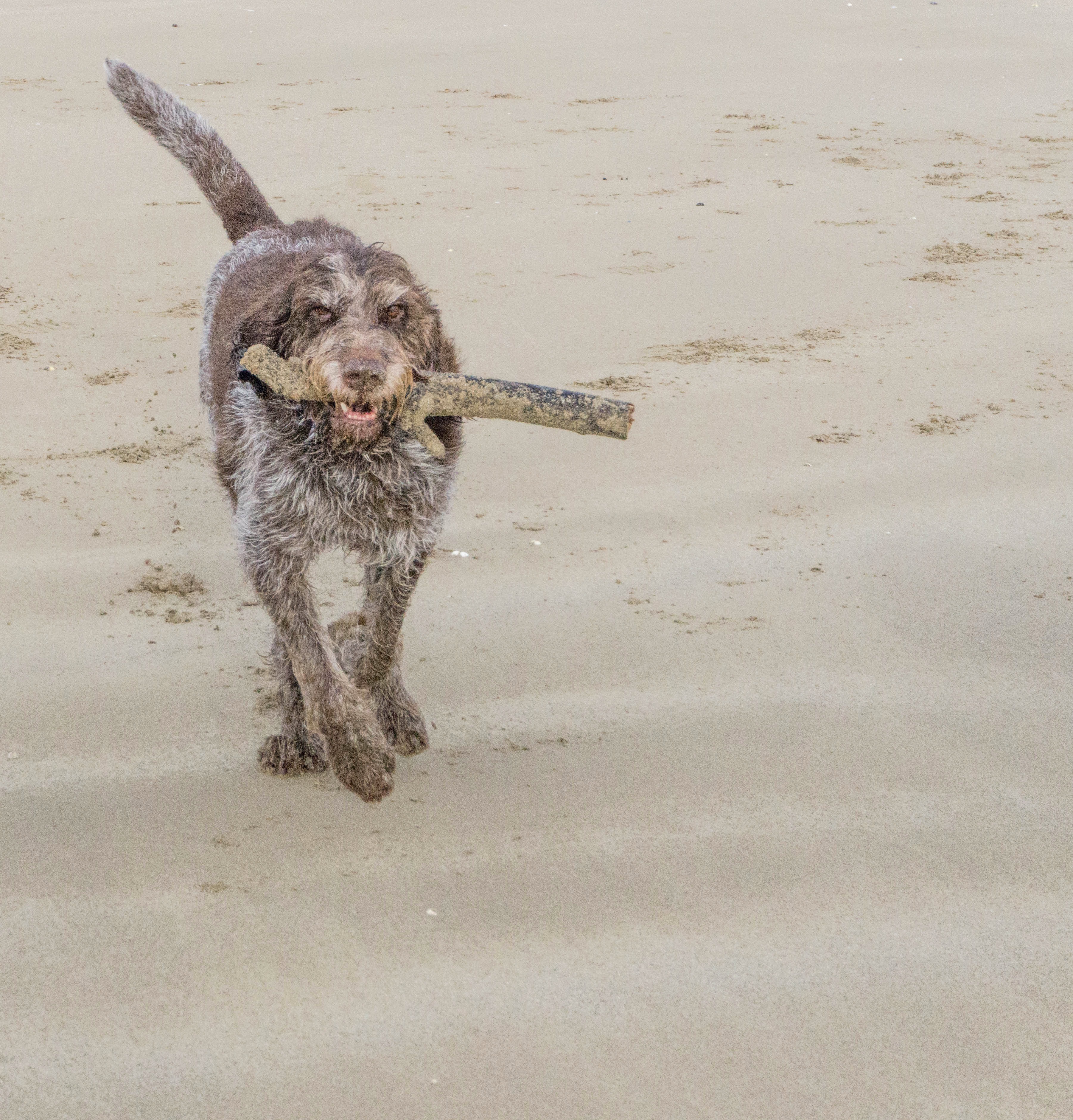 Spinone Italiano Dog Breed Pictures, Characteristics, & Facts