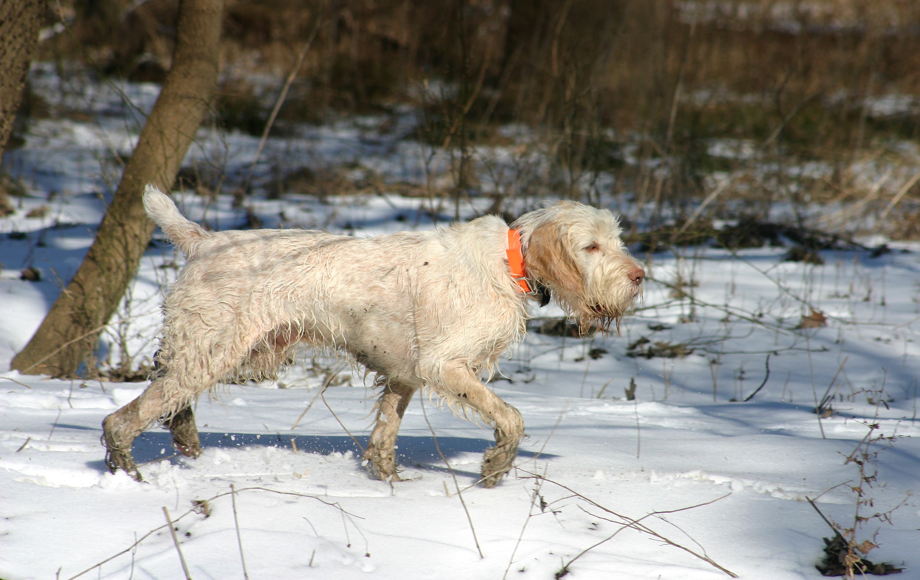 Spinone Italiano Dog Breed Pictures, Characteristics, & Facts