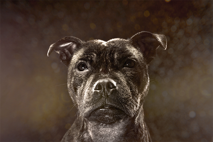 Staffordshire Bull Terrier Dog Breed Information, Pictures ...
