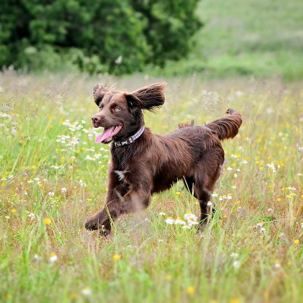 Sussex Spaniel Dog Breed Information, Pictures, Characteristics & Facts ...