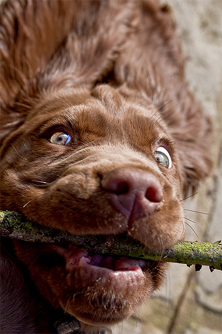 Sussex Spaniel Dog Breed Information, Pictures, Characteristics & Facts ...