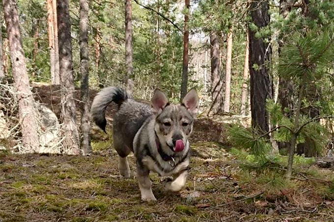 Swedish Vallhund Dog Breed Information, Pictures, Characteristics & Facts