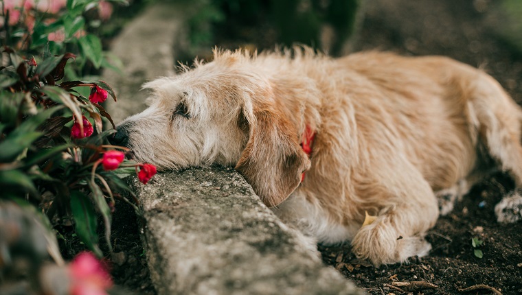 6 Things You Can Do To Keep Your Dog's Heart Healthy - DogTime