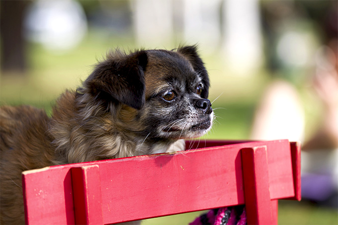 Tibetan Spaniel Dog Breed Information, Pictures, Characteristics ...