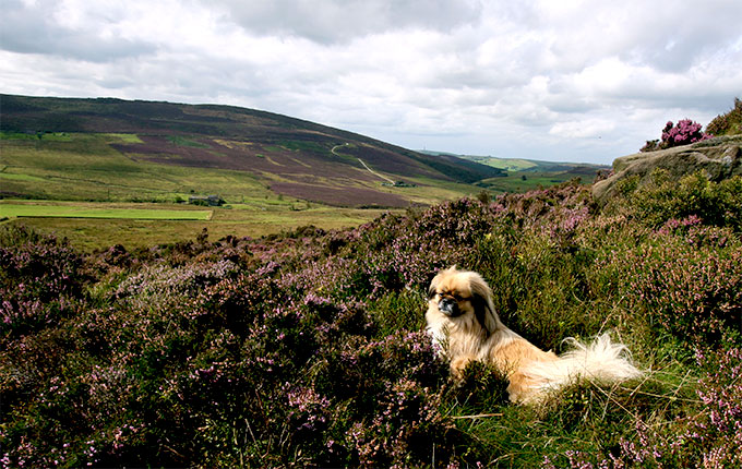 Tibetan Spaniel Dog Breed Information, Pictures, Characteristics ...