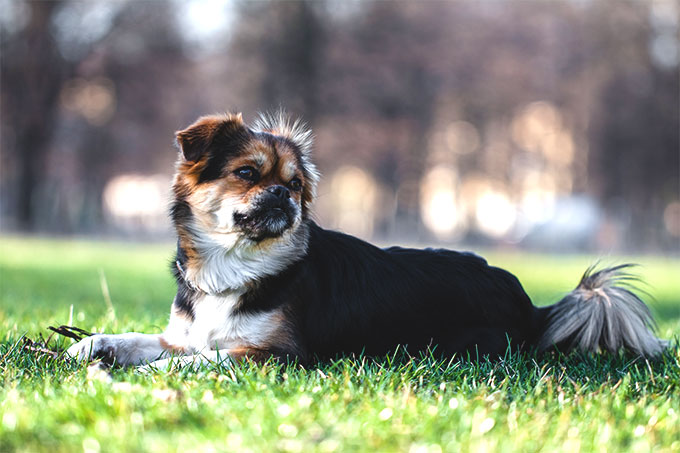 Tibetan Spaniel Dog Breed Information, Pictures, Characteristics ...