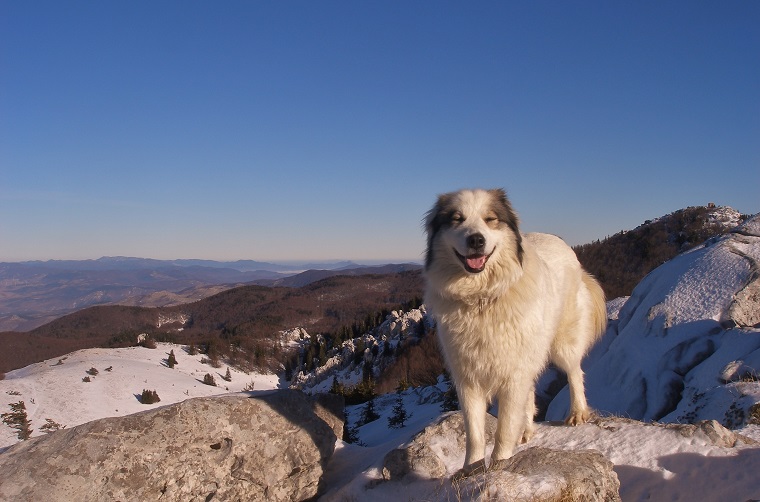 Tornjak Dog Breed Pictures, Characteristics, & Facts - DogTime