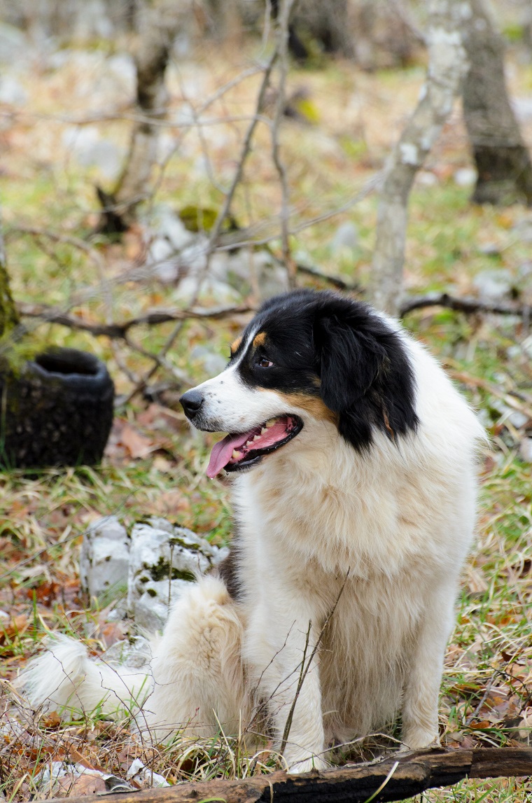 Tornjak Dog Breed Pictures, Characteristics, & Facts - DogTime