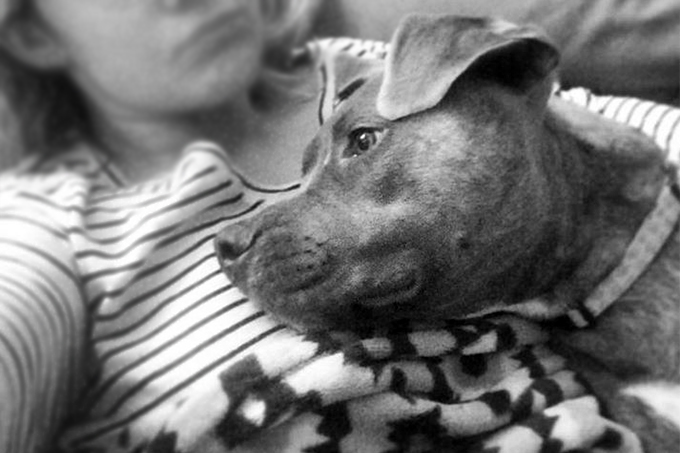 Treeing Tennessee Brindle Dog Breed Information, Pictures ...