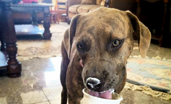 Treeing Tennessee Brindle Dog Breed Information, Pictures ...