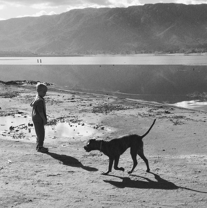 Treeing Tennessee Brindle Dog Breed Information, Pictures ...